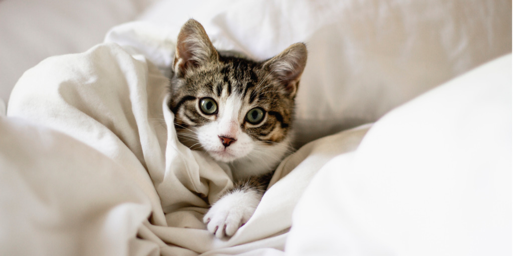 Mutuelle chat - des garanties complètes à petit prix - NetVox Assurances